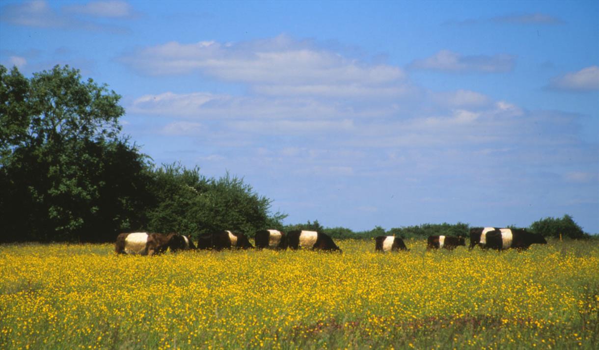 Blakehill Farm Nature Reserve - Wiltshire Wildlife Trust - Great West Way